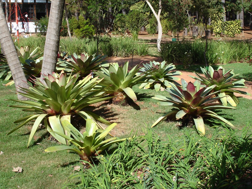 Bromélia imperial: conheça a planta brasileira que atrai beija-flores
