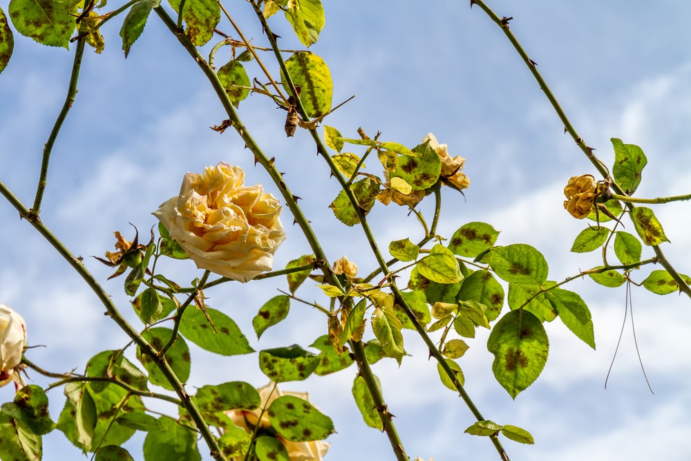 Míldio: o que é, como combater a doença e salvar suas plantas