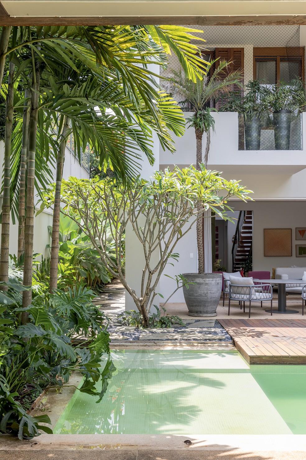 Jasmim-manga: como cultivar a arvoreta escultural com lindas flores ...