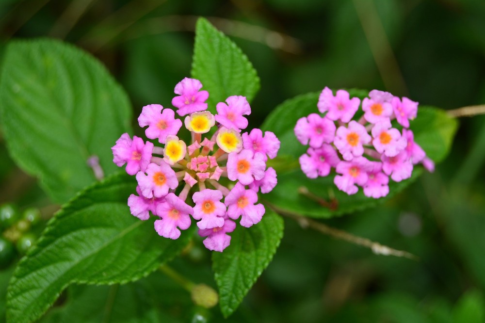 Plantas e flores perenes: o que são, como cultivar e 18 espécies para ...