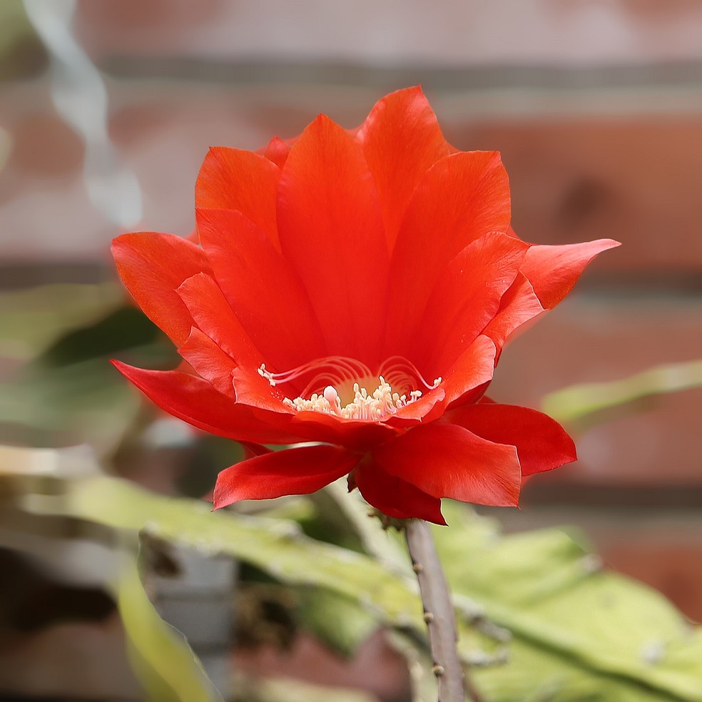 Disocactus ackermannii: conheça o cacto com flores vermelhas e vistosas
