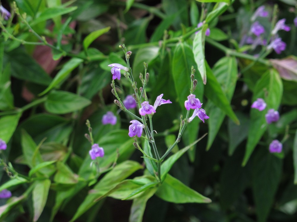 12 plantas para fazer chás que são fáceis de cultivar em casa