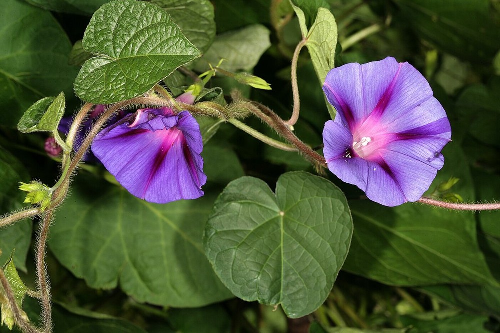 40 plantas roxas para conferir cor e contraste ao jardim
