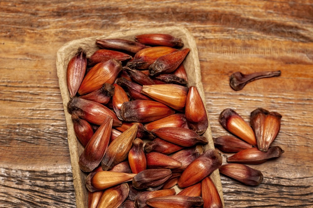 Pinhão: benefícios para a saúde e como usar na culinária | Bem-estar e ...