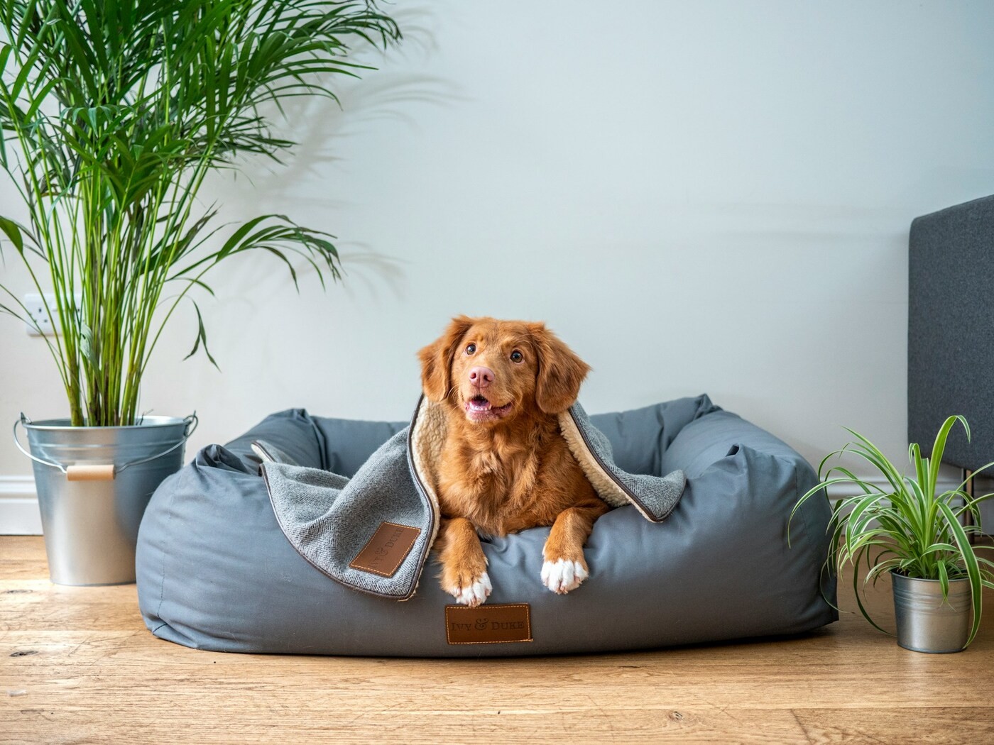 A importância de manter a cama do seu animal de estimação sempre limpa