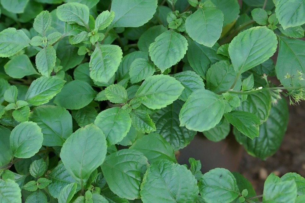Boldo-da-terra: como cultivar a planta medicinal em casa