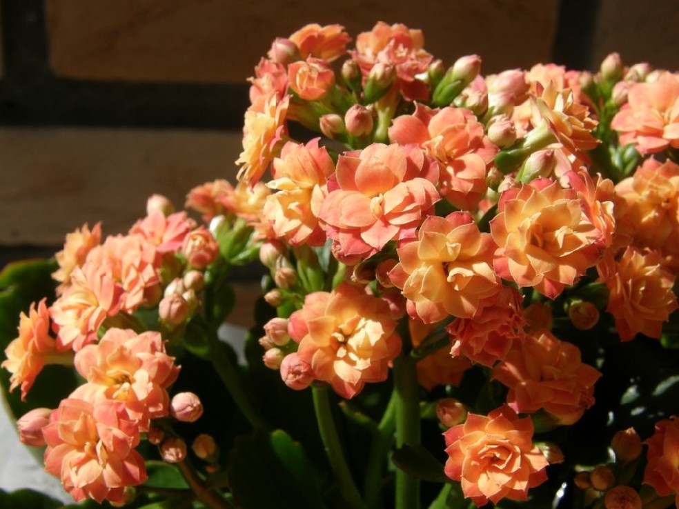 Flores Cor De Pessego Conjunto Do Rosa Flores Cor Gráficos, Pêssego