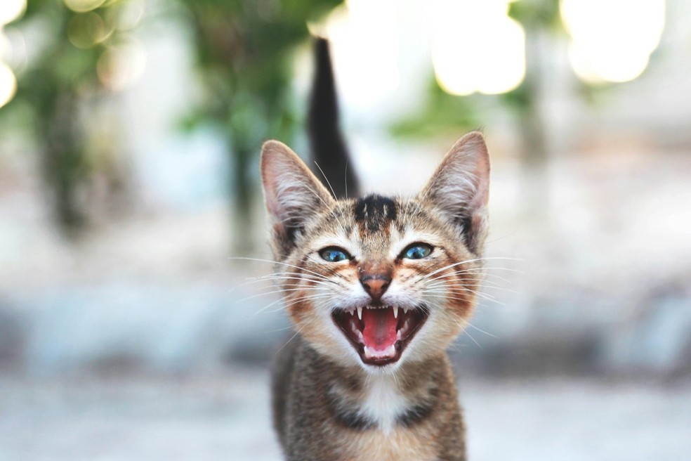 Ronronar: entenda o que é e como funciona o som característico dos gatos