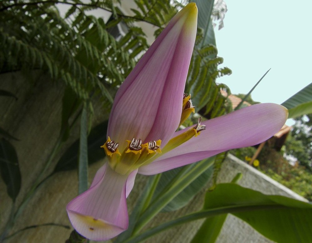 Bananeira ornamental: como cultivar a planta tropical no jardim