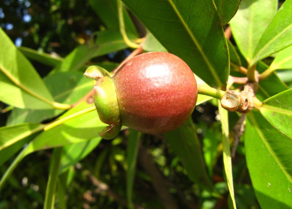 7 plantas da Amazônia que são usadas como remédio ou alimento