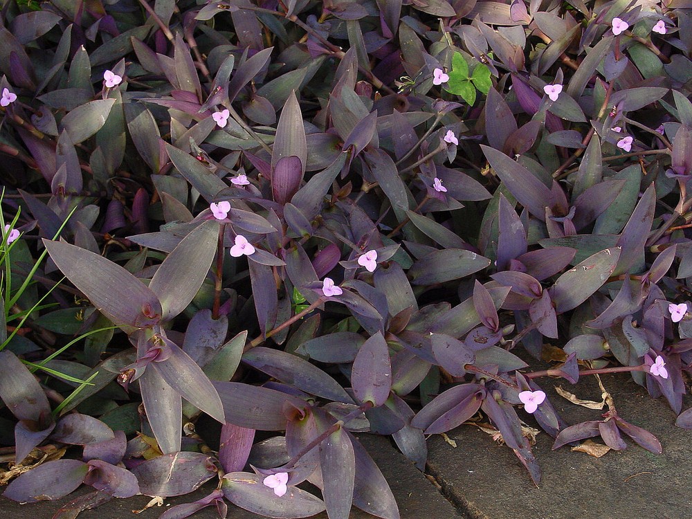 40 plantas roxas para conferir cor e contraste ao jardim