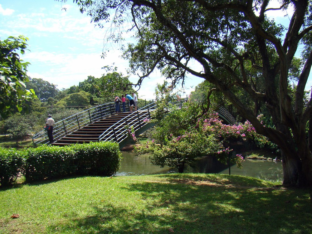 Parque Ibirapuera completa 70 anos como oásis de lazer e cultura em SP