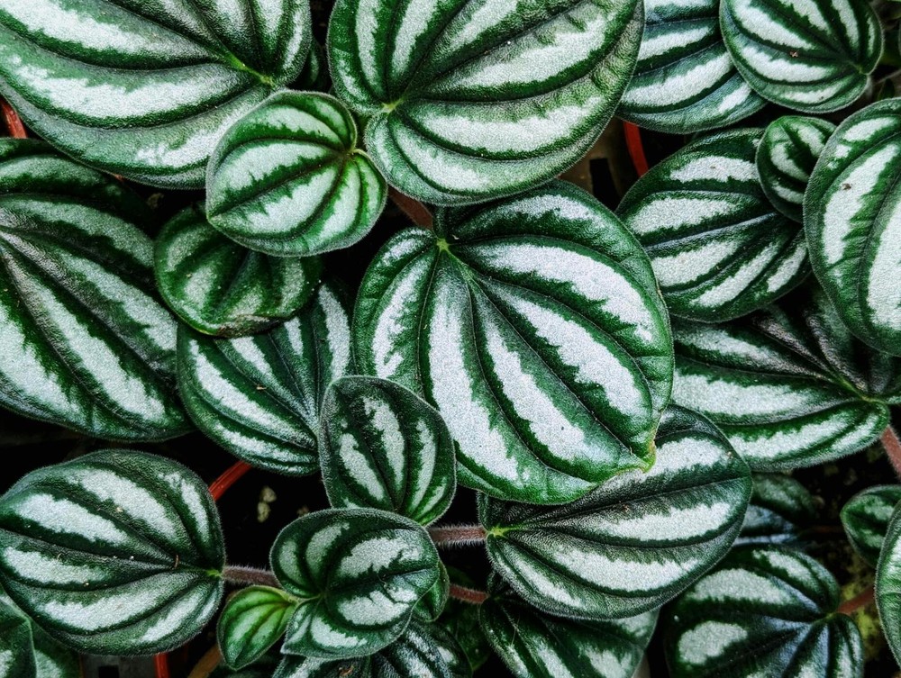 10 tipos de jiboia para cultivar em casa. Descubra o ideal para você!