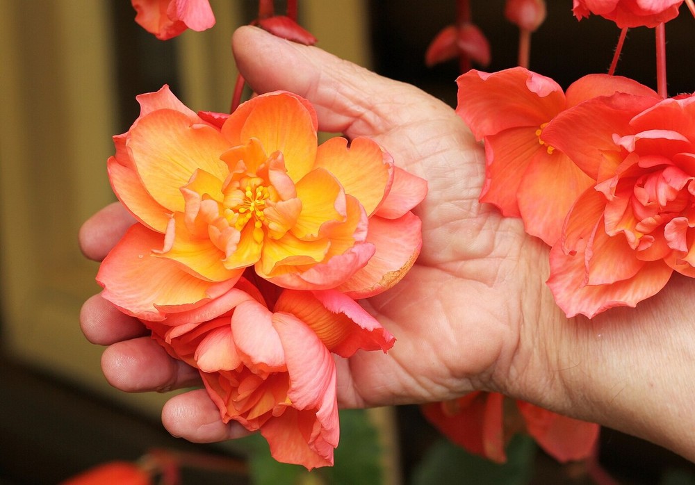 Begônia tuberosa: como cuidar e significados da flor