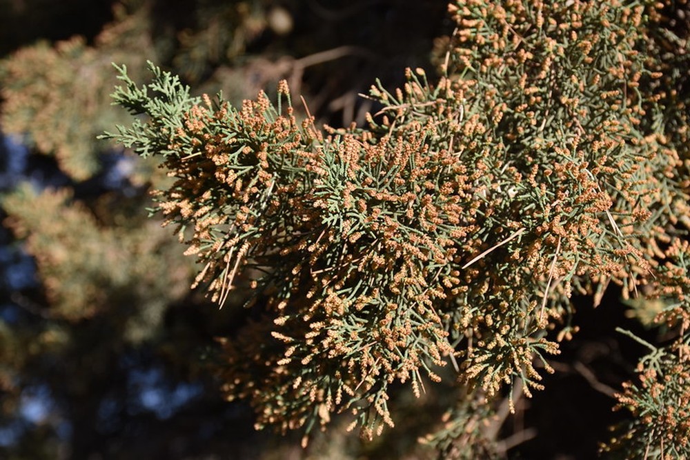 Cipreste italiano: conheça o icônico pinheiro que atinge até 30 metros ...