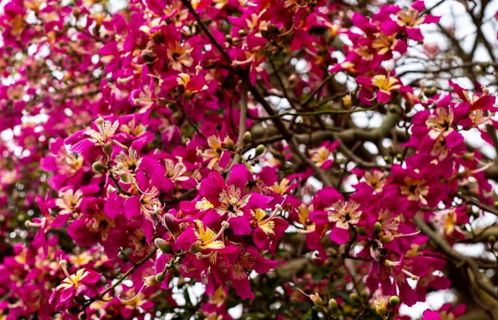 Paineira: tudo sobre a planta que gera um algodão super confortável