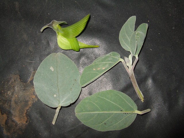 Flor-pássaro: a espécie australiana que lembra um beija-flor fez ...