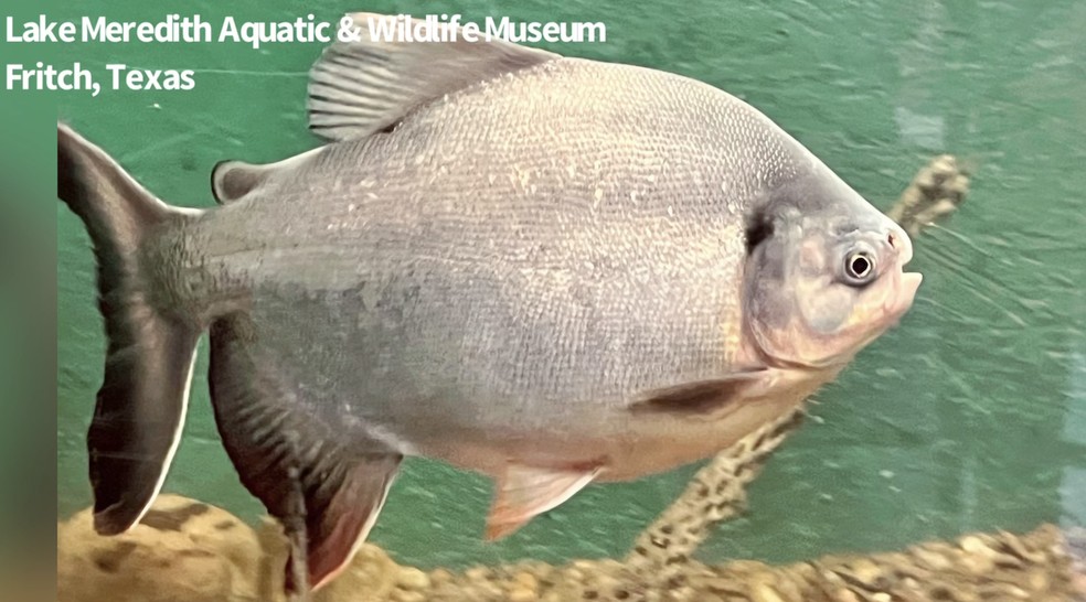 Peixe Pacu Dentes Humanos 2,506 Fotos De Stock De Peixes Com Dentes