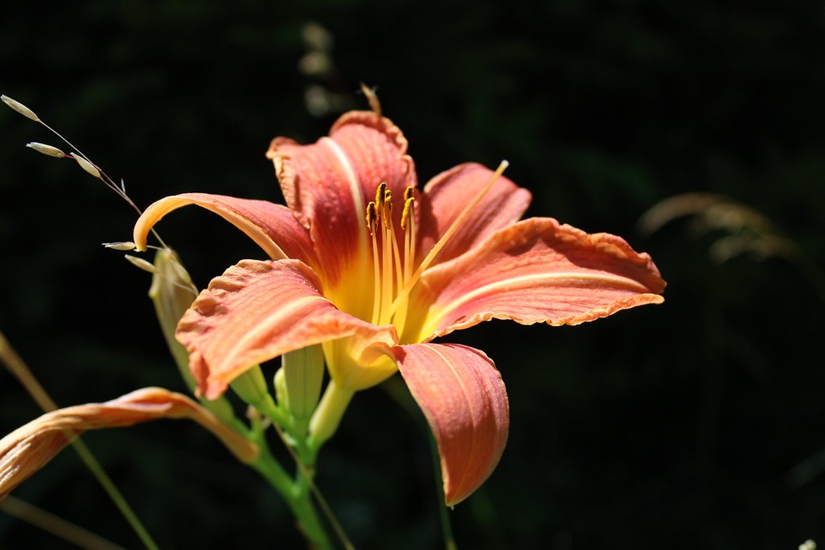 Como cultivar lírio: um guia completo para o gênero Lilium