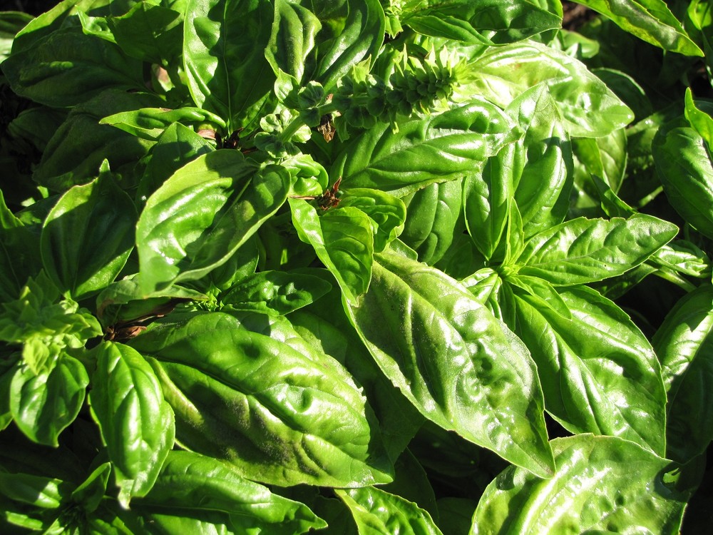 12 plantas para fazer chás que são fáceis de cultivar em casa