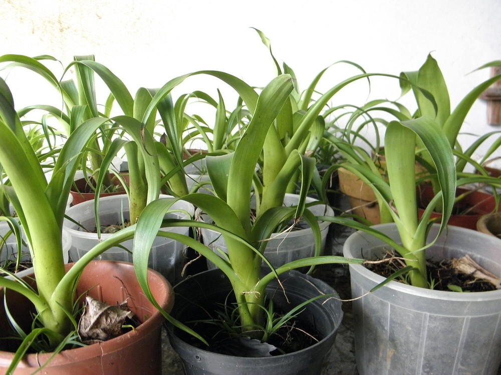 Bromélia imperial: conheça a planta brasileira que atrai beija-flores