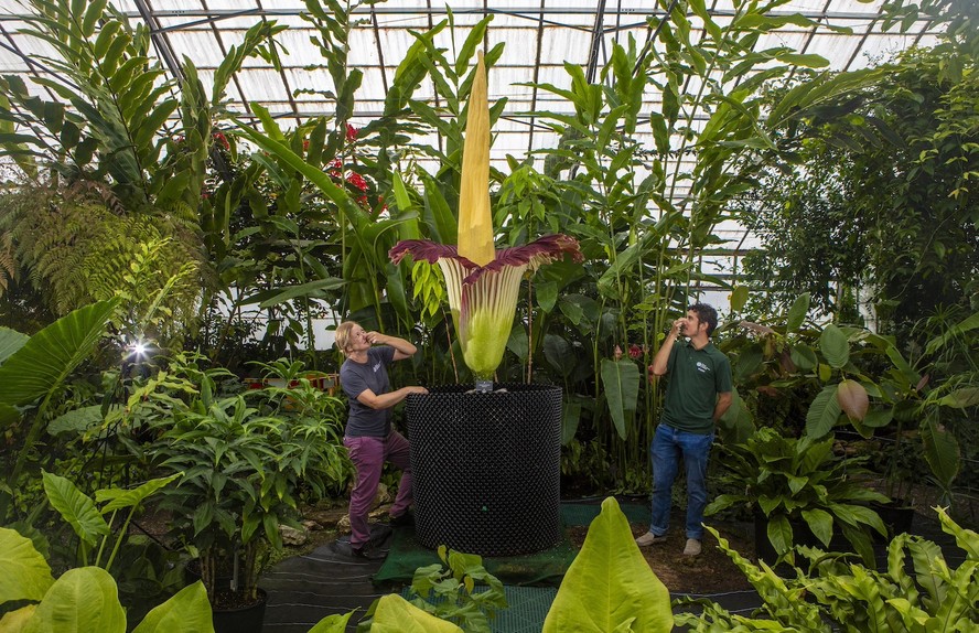 Planta mais fedida do mundo, conhecida como flor-cadáver, desabrocha na ...